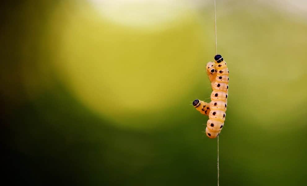 Comment tuer les larves de sciarides ? - 3e habitat