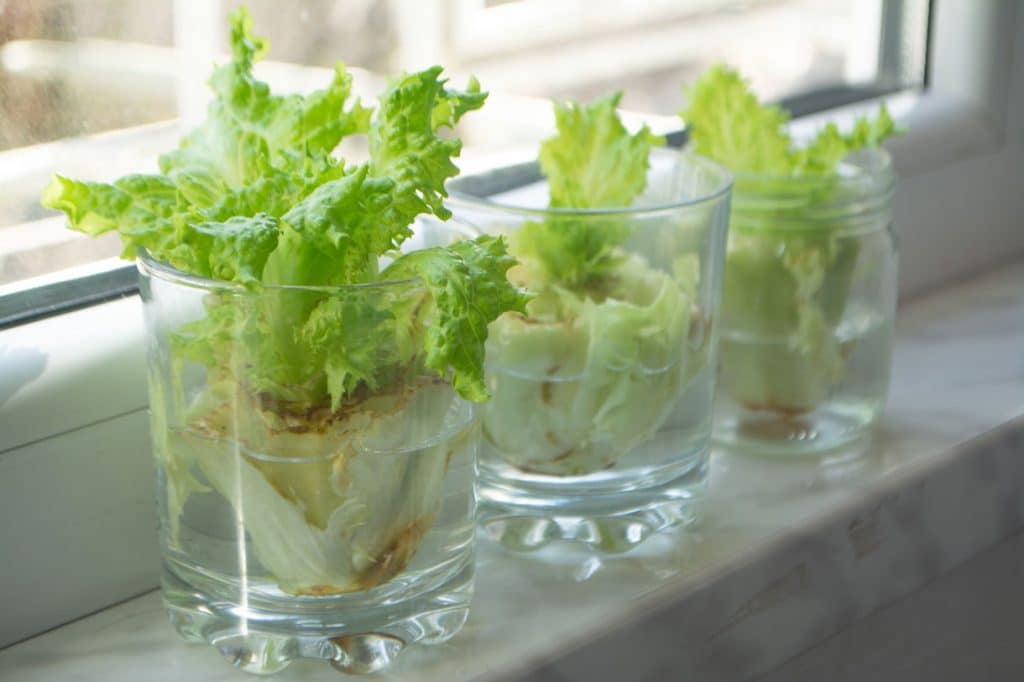 Comment faire pousser de la salade à partir d’une salade ? - 3e habitat